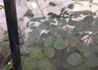 China 16-30 Mm Decorative Glass Window Panels , Theft Proof Translucent Glass Panels for sale