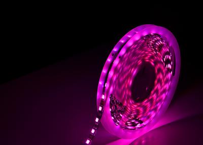 China Changable SMD 5050 RGB LED Strip 4 Color In One RGBW Strip Christmas Decorating for sale