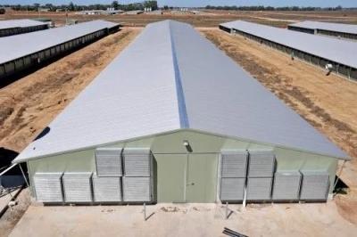 China Q235B Steel Structure Poultry House Building with 50-Year Lifespan for sale