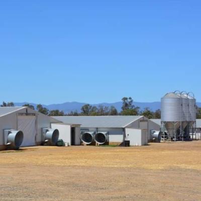 China 50 Year Steel Poultry House For Broiler Layer Farms With Insulated Panels Livestock Housing Solution for sale