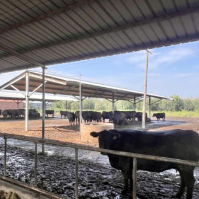 China Custom Cow Shed Steel Structure Prefab Cattle Barns Dairy Farm Buildings RULY STEEL for sale