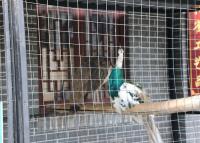 China Vinstar 1.5mm-3.0mm 4x4 Galvanised Welded Steel Wire Mesh In Rolls for sale