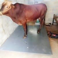China Industrial Electronic Balance Platform Floor Weighing Scales with Customized OBM Support and Carbon Steel for sale