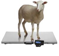 China Carbon Steel Customizable Animal Weighing Scale 500kg Max Capacity 1100LBS 0.1kg Accuracy for Cattle Weight Measurement for sale