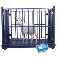 China Stainless Steel Horse Scale Floor Scale for Livestock Farm With Fence 500g Accuracy and AC110V/220V Power Supply for sale