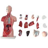 China High  Quality Medical  Anatomy Organs Human Trunk Muscles Model Manikin For Surgery Skills Training for sale