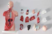 China High  Quality Medical  Anatomy Organs Human Trunk Muscles Model Manikin For Surgery Skills Training for sale