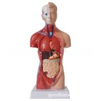 China High  Quality Medical  Anatomy Organs Human Trunk Muscles Model Manikin For Surgery Skills Training for sale