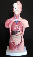 China High  Quality Medical  Anatomy Organs Human Trunk Muscles Model Manikin For Surgery Skills Training for sale