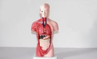 China High  Quality Medical  Anatomy Organs Human Trunk Muscles Model Manikin For Surgery Skills Training for sale