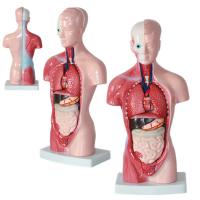 China High  Quality Medical  Anatomy Organs Human Trunk Muscles Model Manikin For Surgery Skills Training for sale