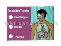 China 2017 Sell Well Airway Management Arm Injection Training Practice CPR AED Can Use Mannequin Manikin for sale