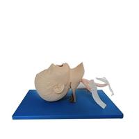 China OEM Comprehensive emergency skills training Electronic Trachea Intubation Training Model MANIKIN for sale