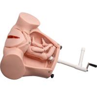 China Wholesale Medical Education Manikin Childbirth Simulator Training Model for sale