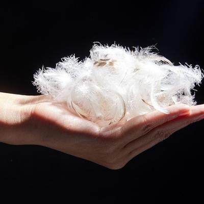 China 2-4cm grey duck feather ,FP 300+ Cleanliness 1000+ for sale