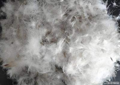China 70% grey duck down FP 550+ Cleanliness 1000+ for sale