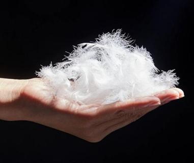China 2-4cm white duck feather ,FP 300+ Cleanliness 1000+ for sale