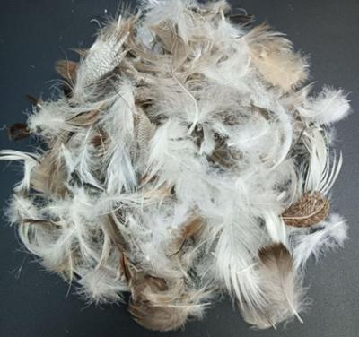 China 2-4cm grey goose feather ,FP 350+ Cleanliness 1000+ for sale
