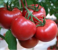 China Automatic Tomato Puree Processing Line For Paste Making for sale