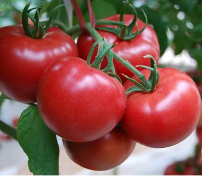 China Automatic Tomato Puree Processing Line For Paste Making for sale