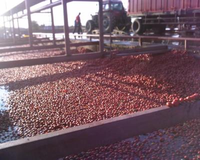 China High Capacity Fresh Tomato Puree Processing Line 6.5 Tons/Hour for sale
