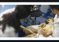 China Cardiac Handheld Ultrasound Machine Wireless Ultrasound Probe Human Or Vet Usage Available for sale