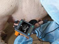 China Digital Mechanical Sector Vet Ultrasound Scanner For Pig Sheep Dog Only 620g Weight for sale