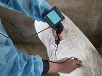 China Digital Medical Veterinary Ultrasound Scanner for sale