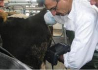 China Digital Veterinary Ultrasound Scanner for sale