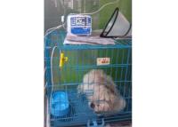 China Animal Vet Infusion Pump Medical Veterinary Infusion Pump With Micro Mode 0.1~99.9ml/hr Available for sale