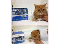 China Animal Vet Infusion Pump Medical Veterinary Infusion Pump With Micro Mode 0.1~99.9ml/hr Available for sale