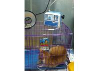 China 600ml/H Animal Vet 0-36000ml Veterinary Infusion Pump for sale