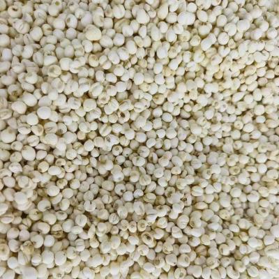 China Organic Fritillaria Ussuriensis Maxim Chinese Herbs ISO9001 Certificate for sale