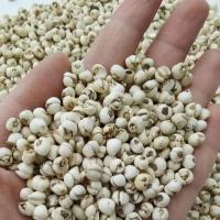China Fritillaria Chinese Herbal Medicines Organic Chinese Herbs for sale