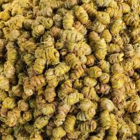 China Dried Dendrobium Nobile Lindl Chinese Herbal Supplements ISO9001 Certificate for sale