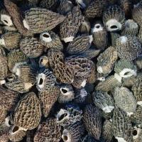 China Dried Morchella Esculenta L Pers Chinese Herbal Supplements for sale