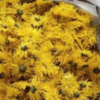 China Premium Grade ISO9001 Certified Chrysanthemum Tea Rich in Flavonoids - Jinsihuangju Golden Thread Chrysanthemum for sale