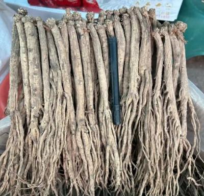 China Dang Shen Codonopsis Pilosula Root Chinese Herbal Medicines for sale