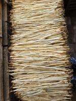 China Natural Cultivation Adenophora Root China Herbs for Nourishing and Clearing Lungs for sale