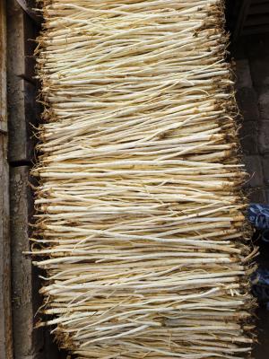 China Natural Cultivation Adenophora Root China Herbs for Nourishing and Clearing Lungs for sale