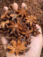 China 100% Pure Natural Star Anise Illicium verum Chinese Spice with Rich Aroma Naturally Grown for sale