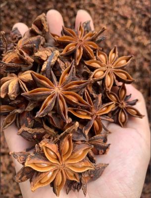 China 100% Pure Natural Star Anise Illicium verum Chinese Spice with Rich Aroma Naturally Grown for sale