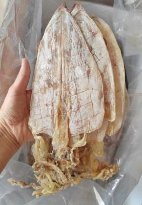 China Buy Premium Quality Dry Cuttlefish Fast Delivery Available at Wholesale Price Perfect for Restaurants and Seafood Lovers for sale