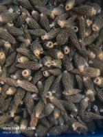 China ISO9001 Certified Natural Cultivation Morchella Esculenta Morel Mushroom Dual-Purpose Edible and Medicinal Chinese Herbal Supplement for sale