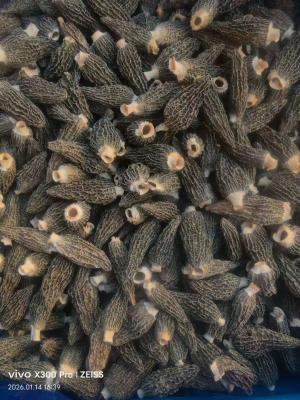 China ISO9001 Certified Natural Cultivation Morchella Esculenta Morel Mushroom Dual-Purpose Edible and Medicinal Chinese Herbal Supplement for sale