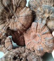 China Top Grade 100% Natural Ganoderma lucidum Reishi Mushroom with 2 Years Shelf Life for Traditional Chinese Medicine for sale