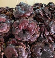 China Top Grade 100% Natural Ganoderma lucidum Reishi Mushroom with 2 Years Shelf Life for Traditional Chinese Medicine for sale