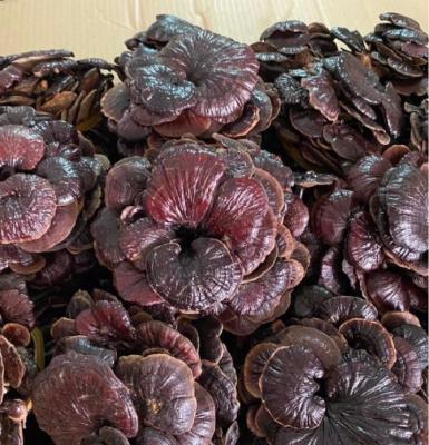 China Top Grade 100% Natural Ganoderma lucidum Reishi Mushroom with 2 Years Shelf Life for Traditional Chinese Medicine for sale