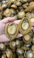 China Dalian Dried Abalone Slice with Natural Flavor and One Year Shelf Life - HACCP FDA Approved Dry Seafood for sale