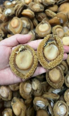 China Dalian Dried Abalone Slice with Natural Flavor and One Year Shelf Life - HACCP FDA Approved Dry Seafood for sale
